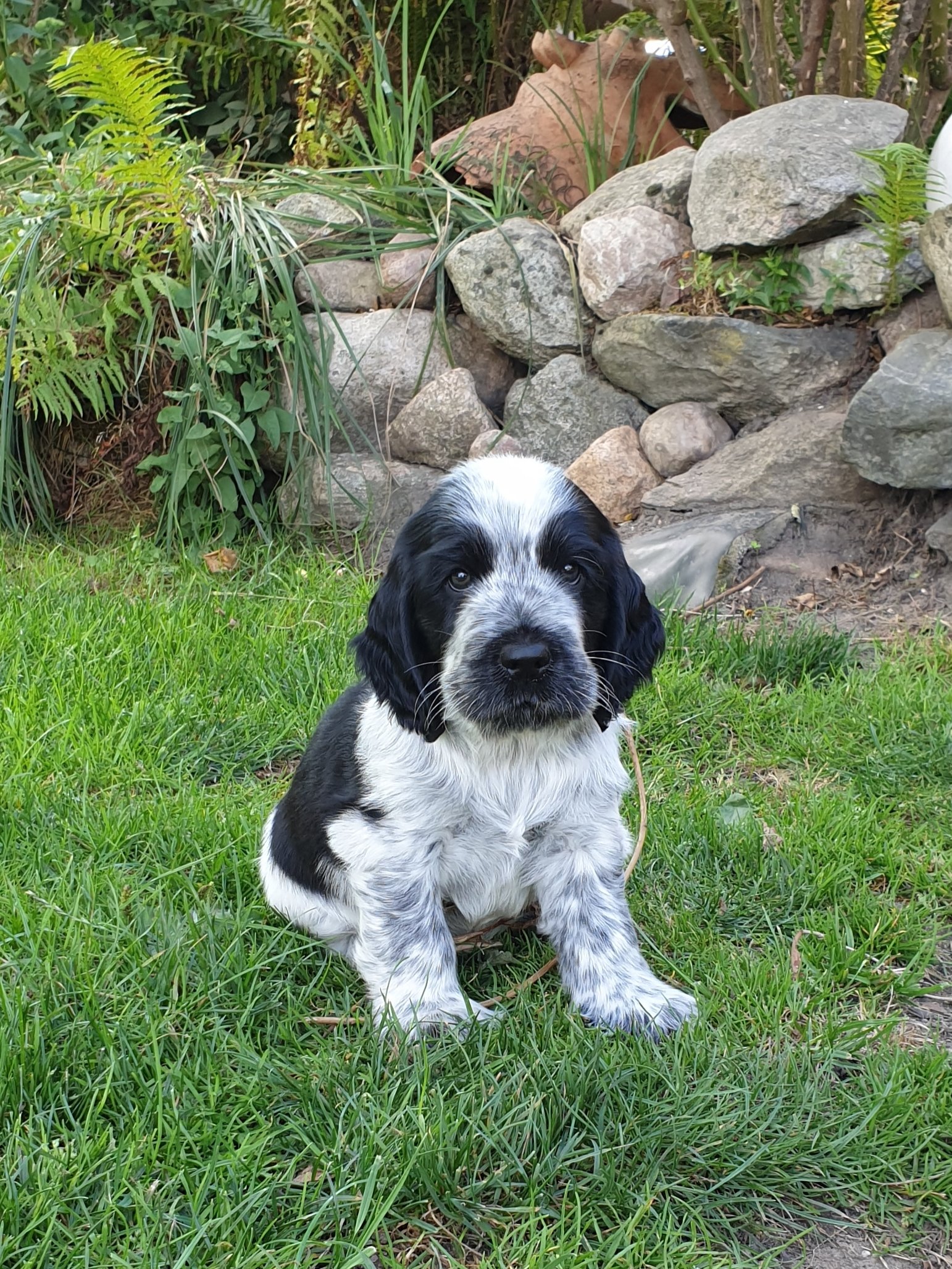 Spaniel of golden Lake (English Cocker Spaniel und Springer Spaniel)